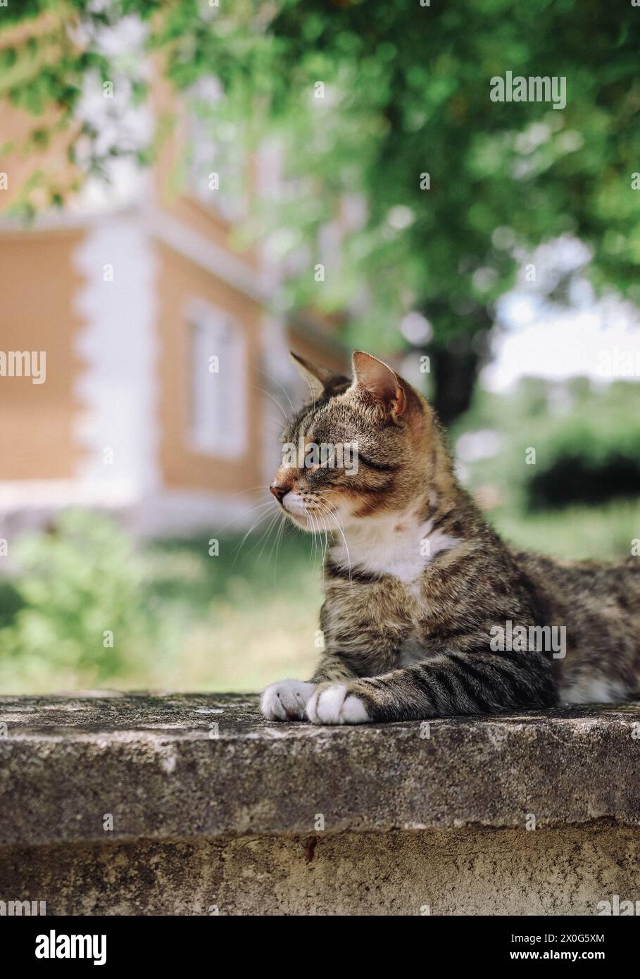 Cute cat on the street Stock Photo - Alamy