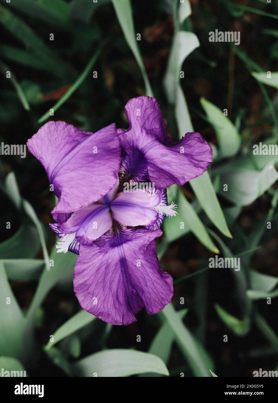 Smallest details of summer flower Stock Photo - Alamy