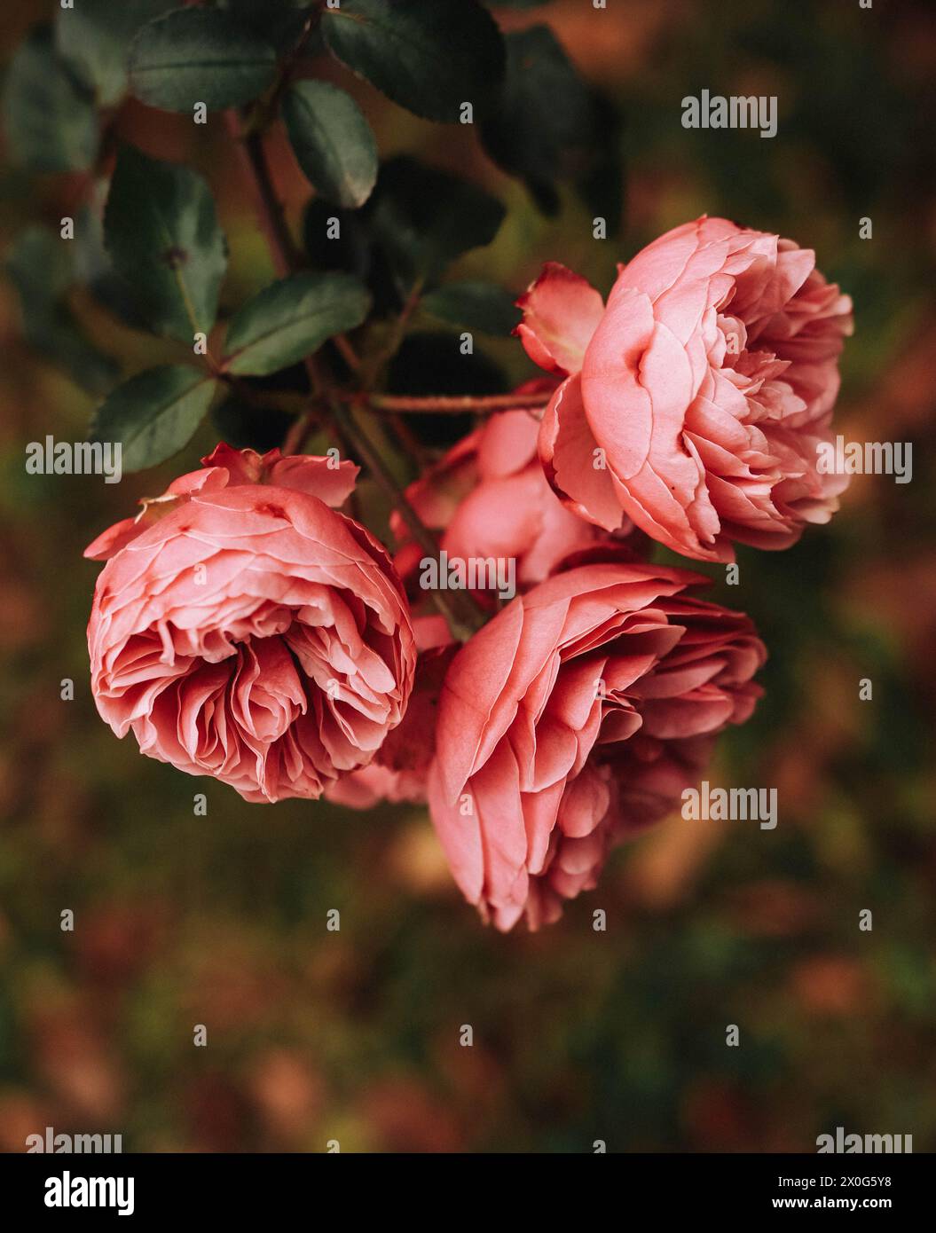 Gorgeous and amazing rose blooming Stock Photo - Alamy