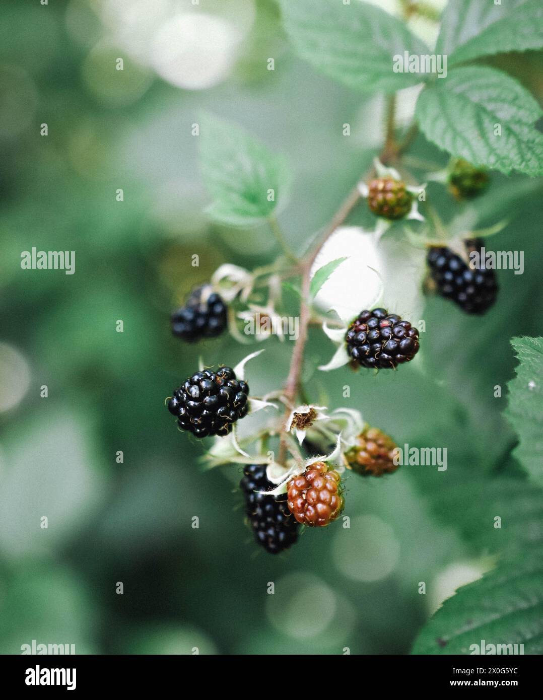 Wildberries hi-res stock photography and images - Alamy
