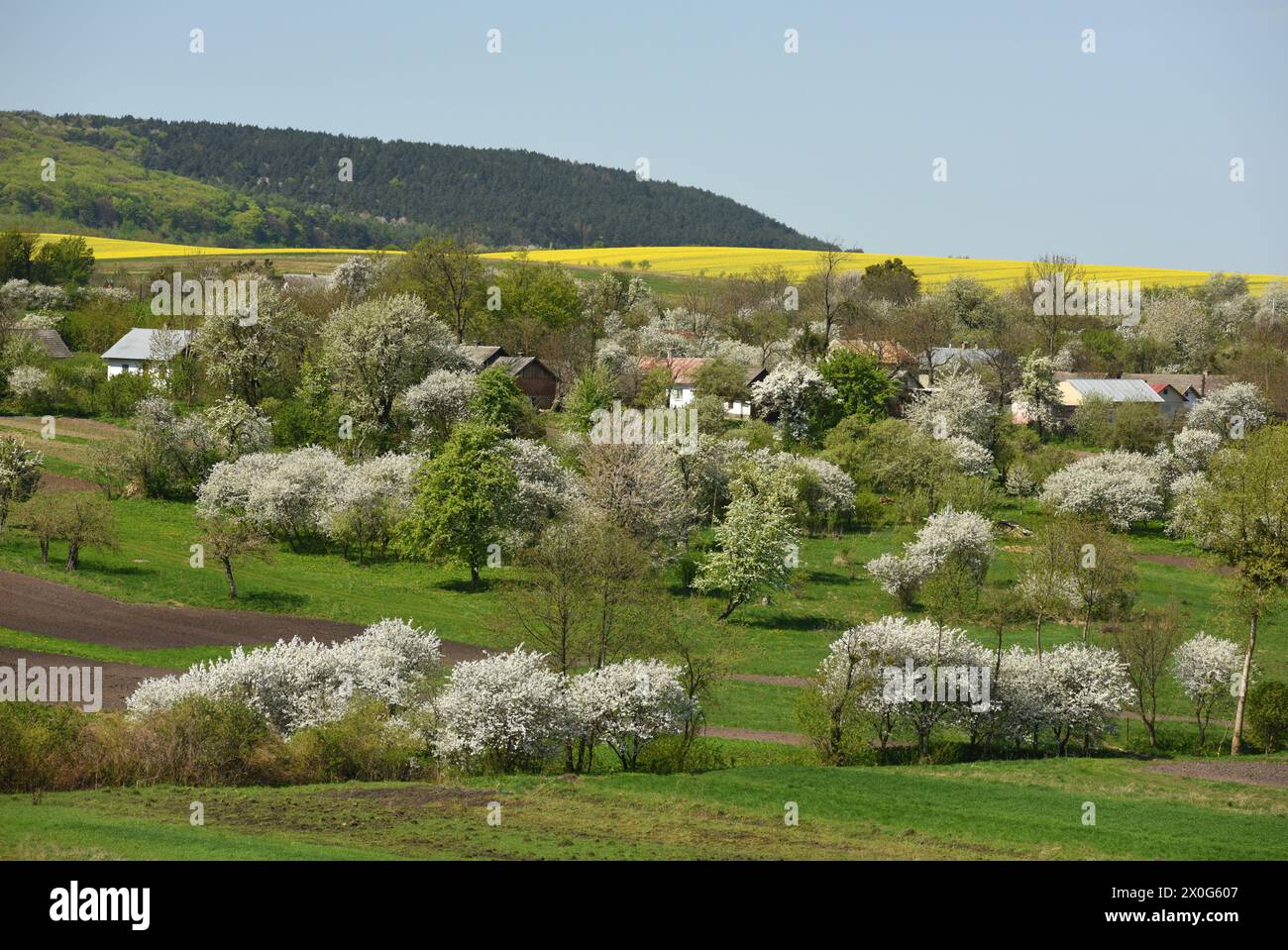 Spring rural landscape. Spring in the Ukrainian village Stock Photo - Alamy