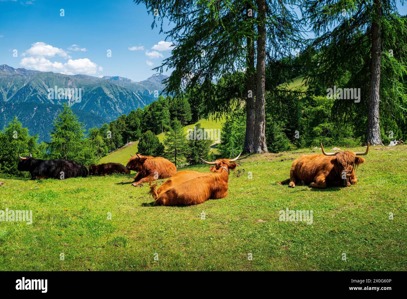 Alpine panorama with cows during the summer in the South Tyrol Stock ...