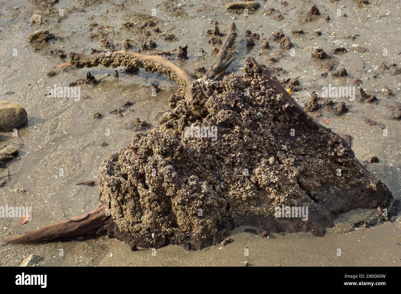infrared image of the swampy mud beach environment at the low-tide ...