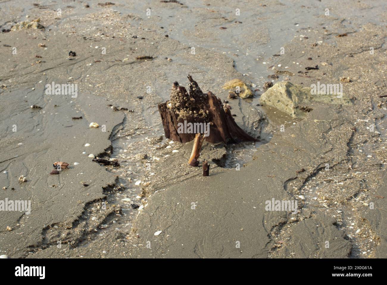 infrared image of the swampy mud beach environment at the low-tide ...
