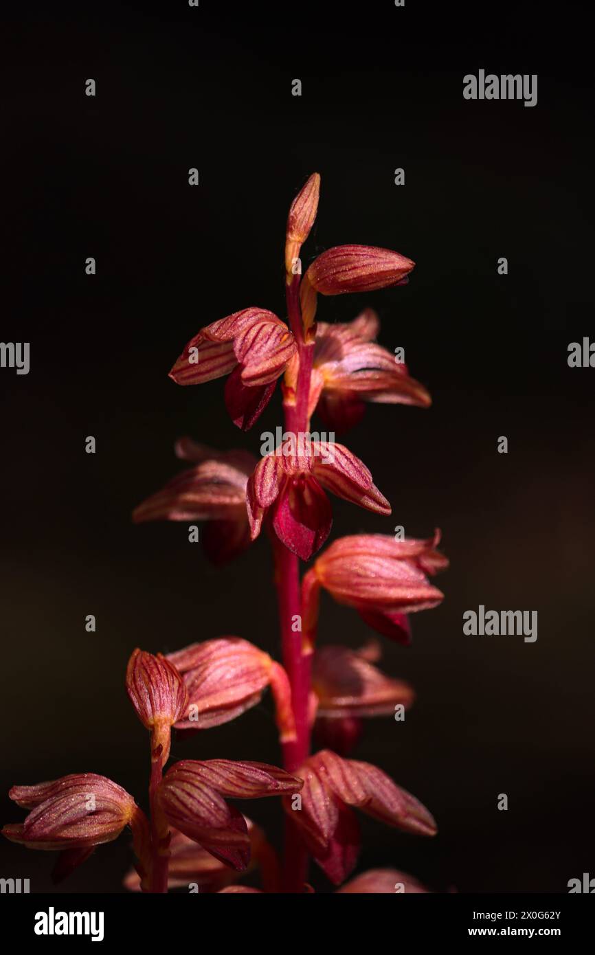 Long flower stems hi-res stock photography and images - Alamy
