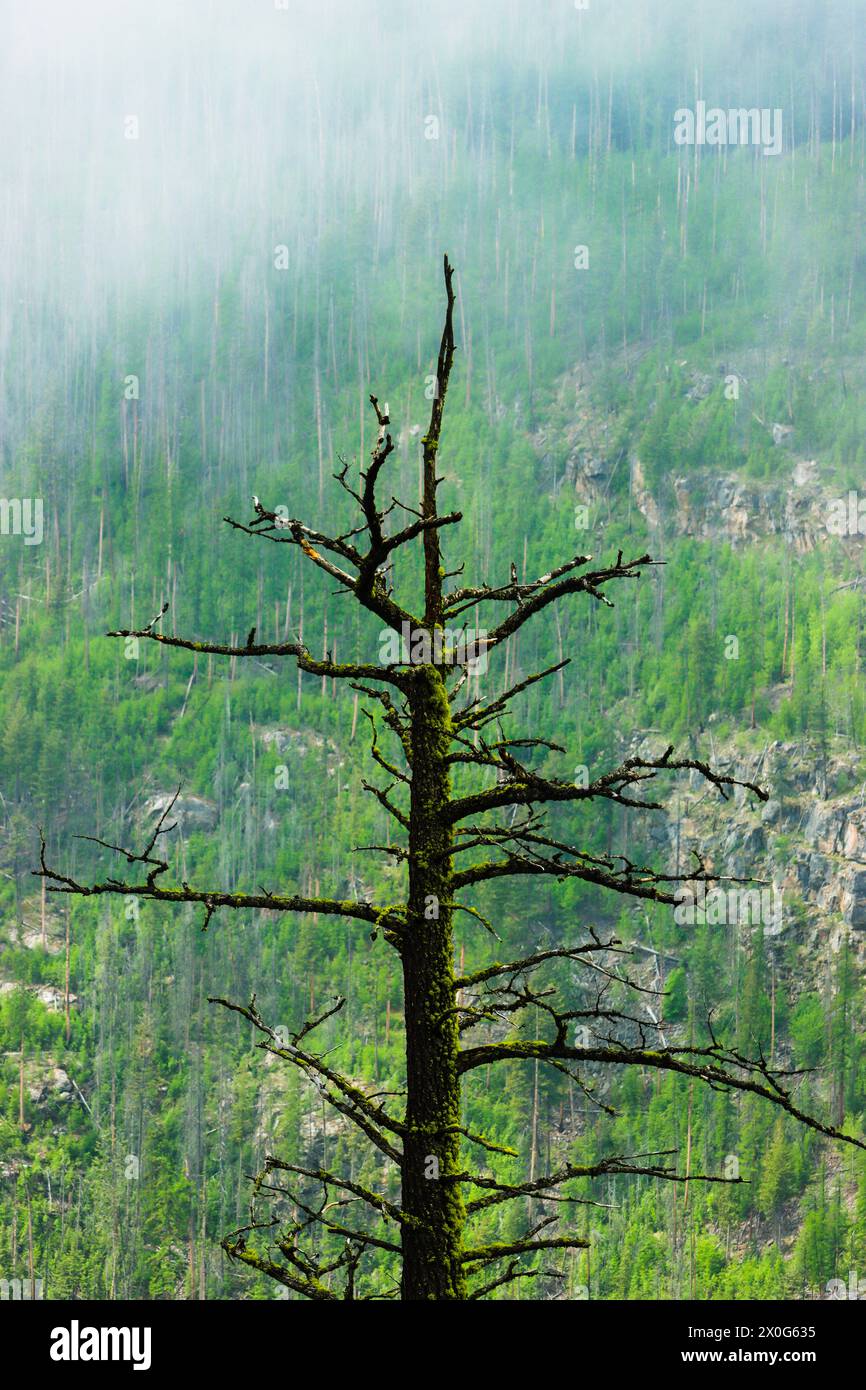 Tree amidst gentle hills hi-res stock photography and images - Alamy