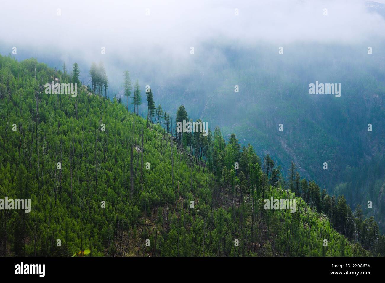 Moody Dusk Scene of Rounded Mountain and Evergreen Trees Stock Photo ...