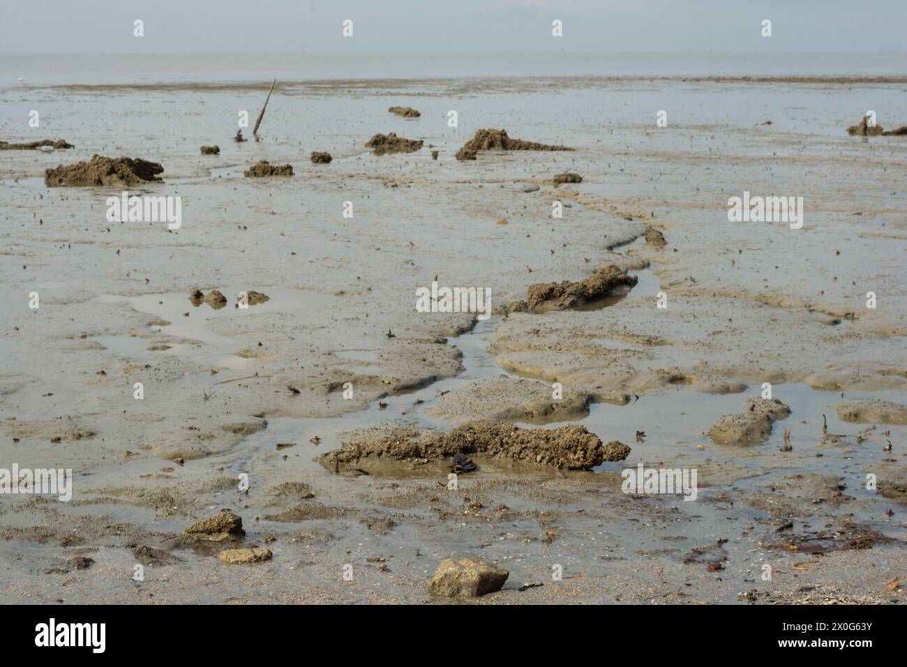 infrared image of the swampy mud beach environment at the low-tide ...