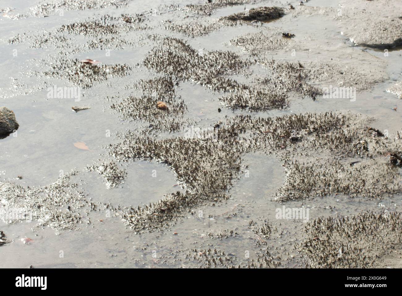 infrared image of the swampy mud beach environment at the low-tide ...