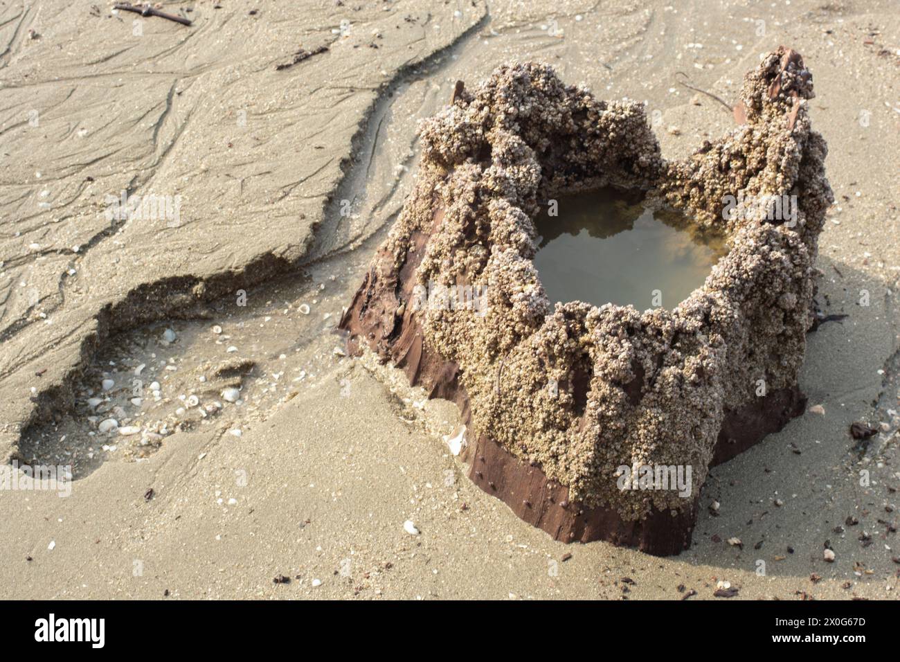 infrared image of the swampy mud beach environment at the low-tide ...