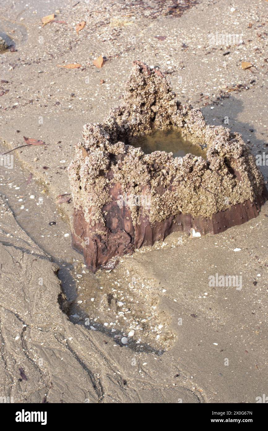 infrared image of the swampy mud beach environment at the low-tide ...
