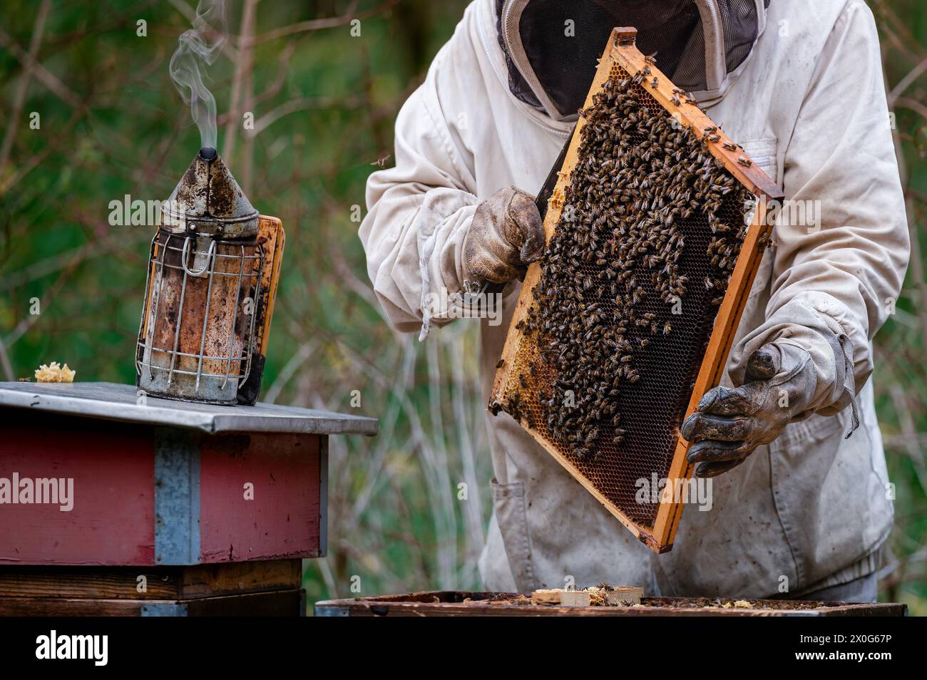 Beekeeper in full suits checking honey on the beehive frame in the ...