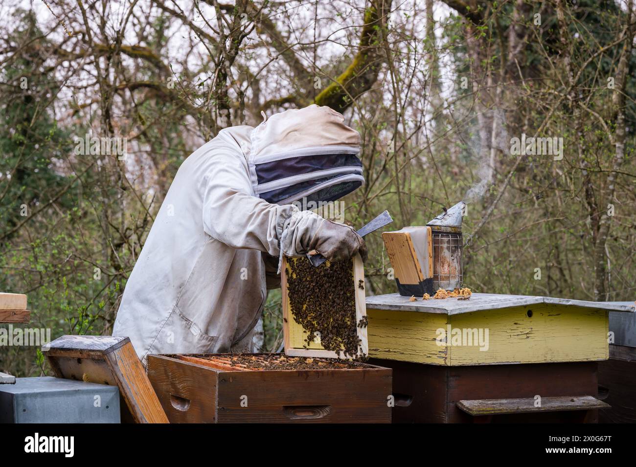 Beekeeper in full suits checking honey on the beehive frame in the ...