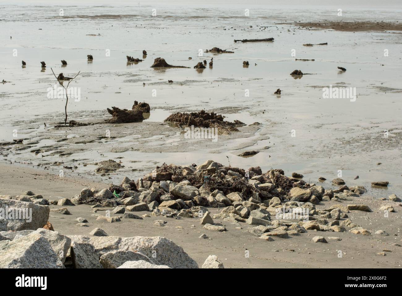 infrared image of the swampy mud beach environment at the low-tide ...