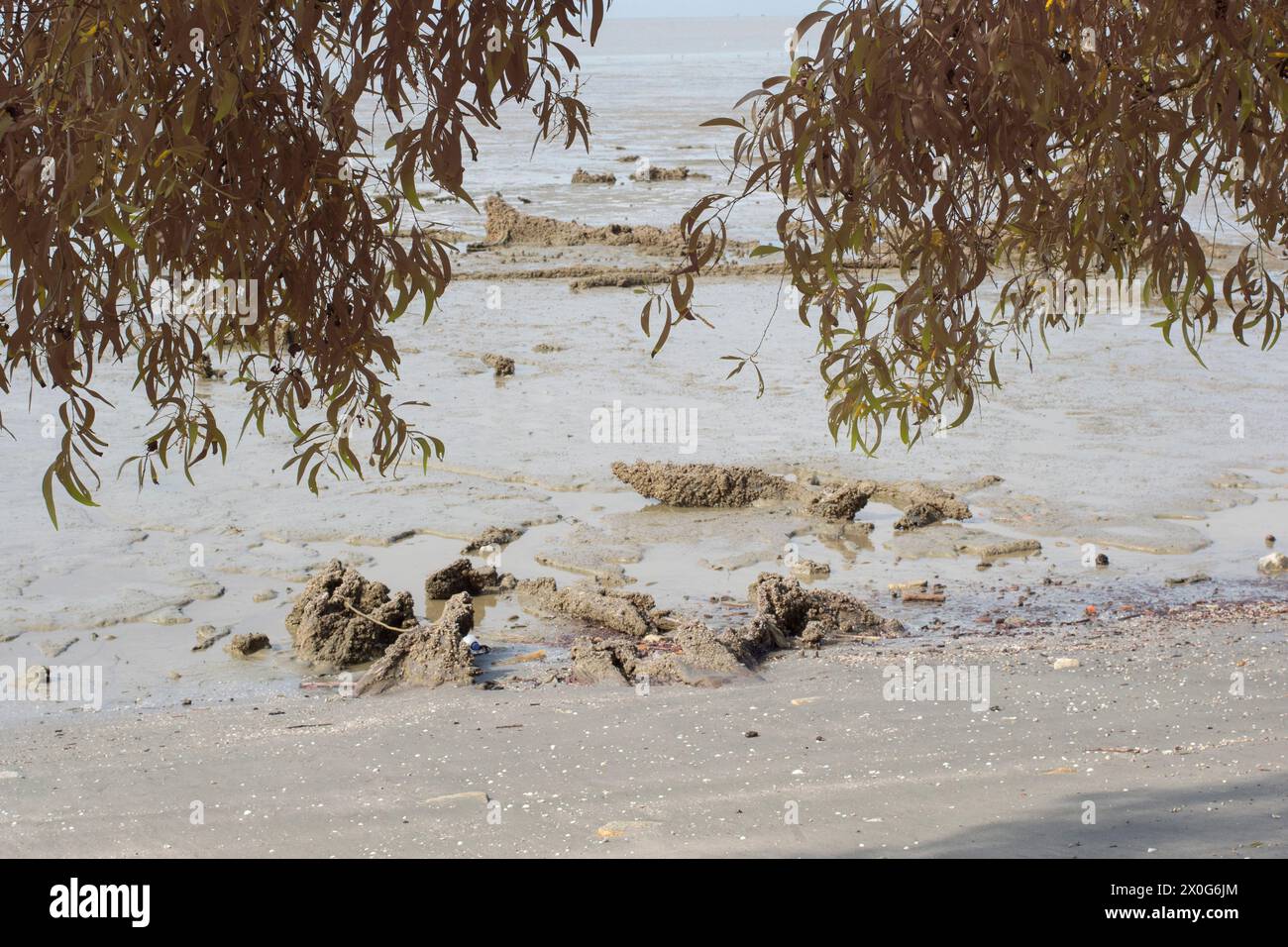 infrared image of the swampy mud beach environment at the low-tide ...
