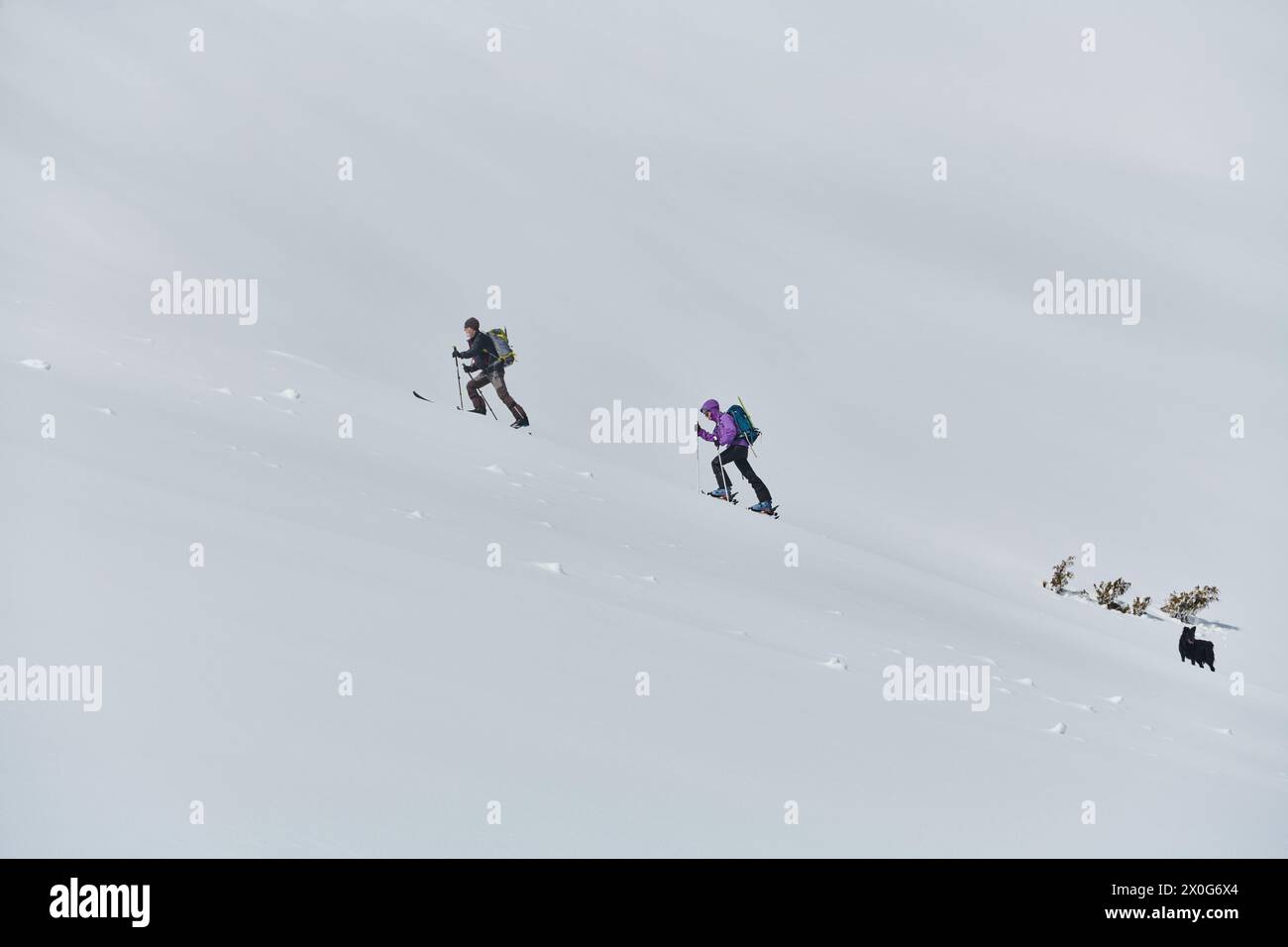 Alpine Ascent: Two Professional Skiers Conquer Snowy Peaks as a ...