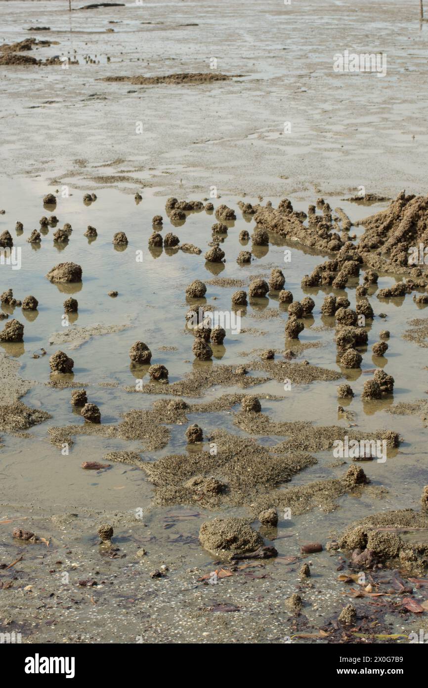 infrared image of the swampy mud beach environment at the low-tide ...