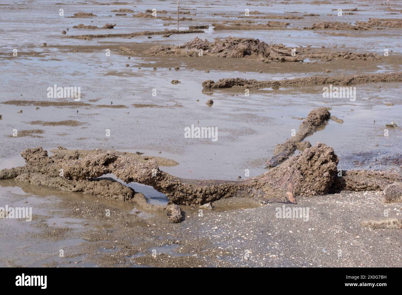 infrared image of the swampy mud beach environment at the low-tide ...