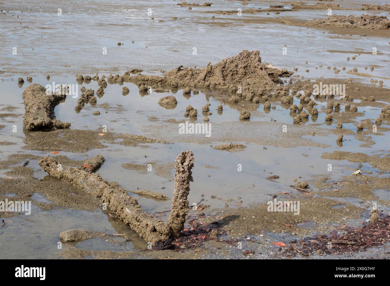 infrared image of the swampy mud beach environment at the low-tide ...