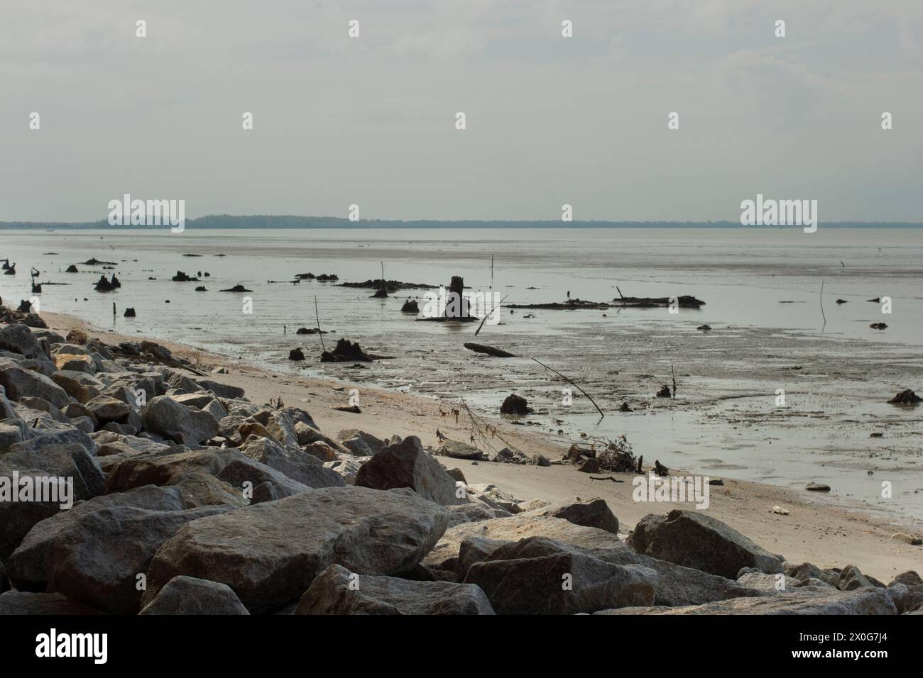 infrared image of the swampy mud beach environment at the low-tide ...