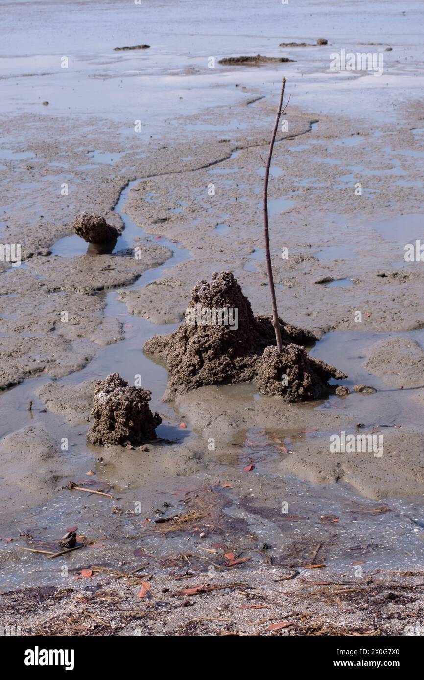 infrared image of the swampy mud beach environment at the low-tide ...