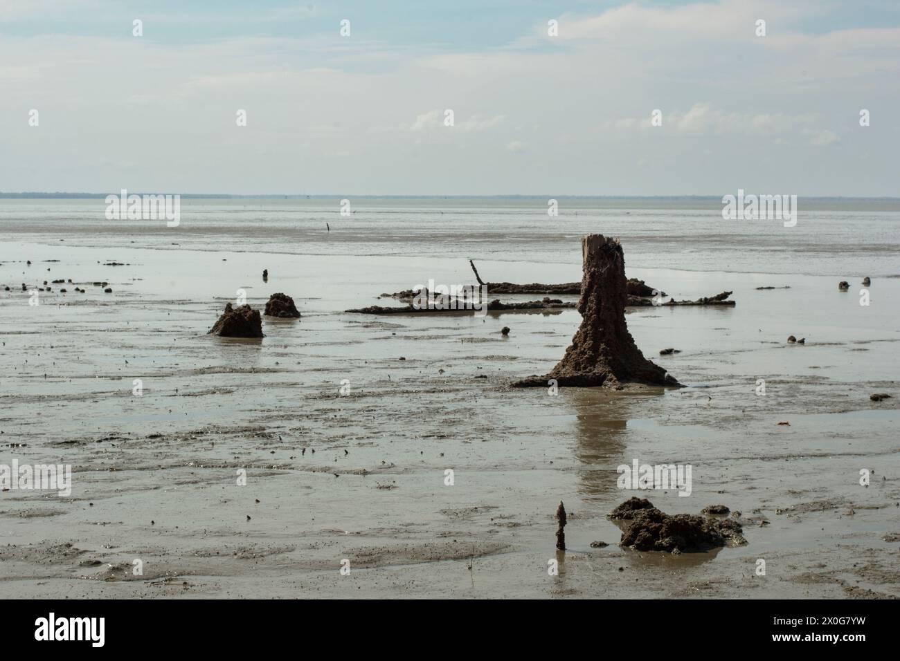 infrared image of the swampy mud beach environment at the low-tide ...