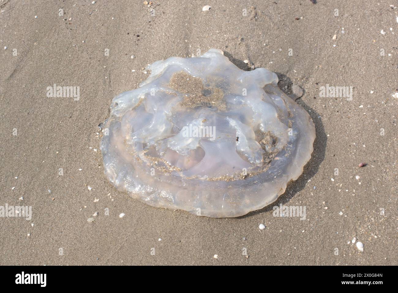 infrared image of the dead white translucent jelly fish on the beach ...