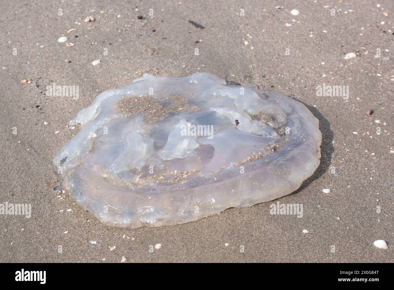 infrared image of the dead white translucent jelly fish on the beach ...