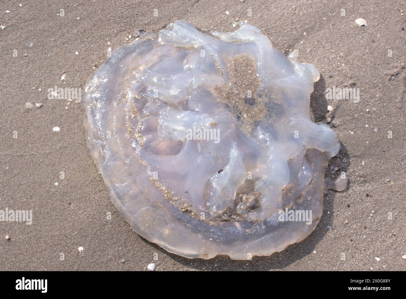 infrared image of the dead white translucent jelly fish on the beach ...