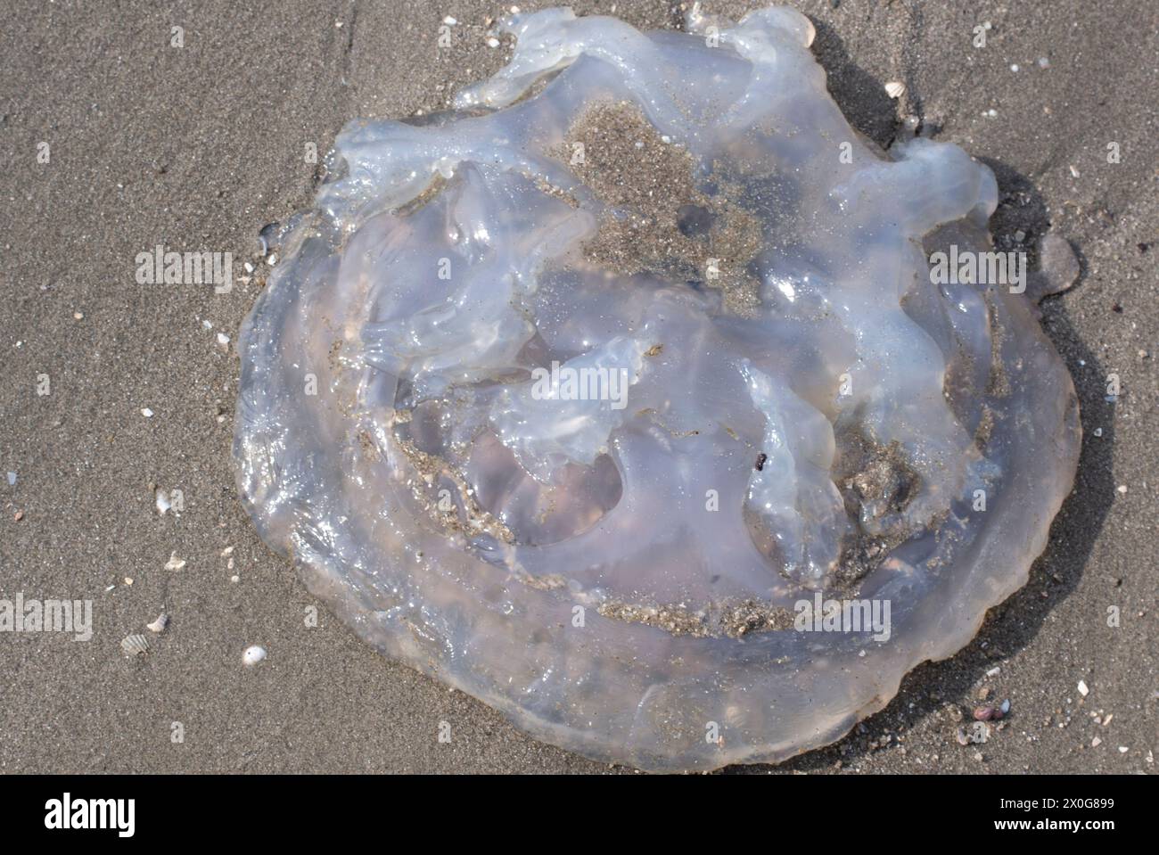 infrared image of the dead white translucent jelly fish on the beach ...