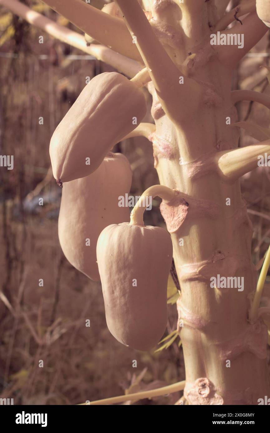 infrared image of the flower buds and fruits on the papaya trunk Stock ...