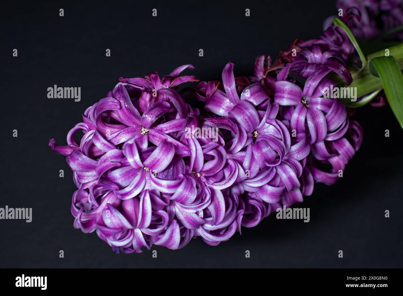 A close up of a beautiful stem of a purple hyacinth encased in ...