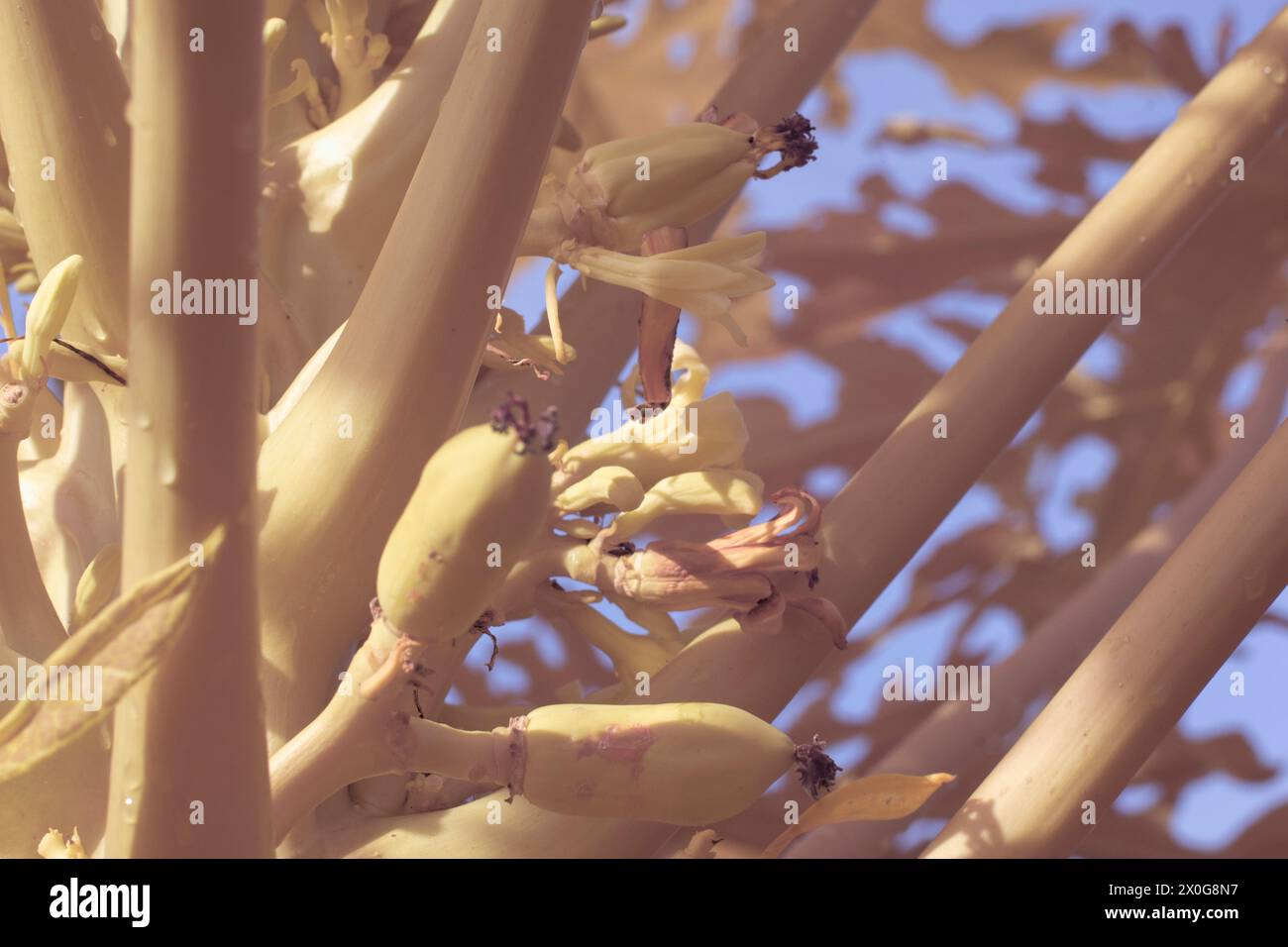 infrared image of the flower buds and fruits on the papaya trunk Stock ...