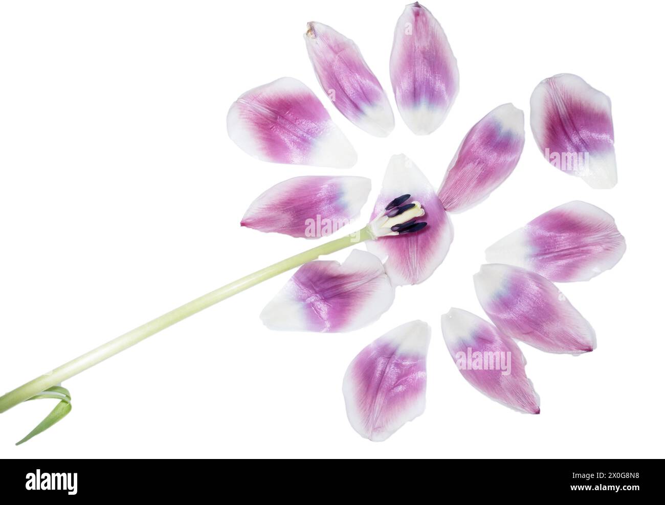 Separated petals Cut Out Stock Images & Pictures - Alamy