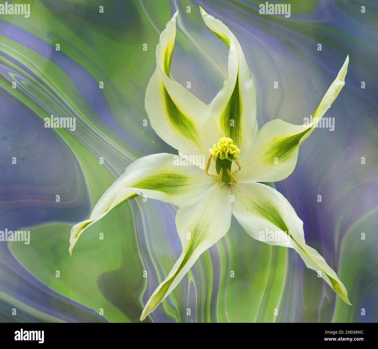 A lovely single starfish shape white and green lily head against an ...