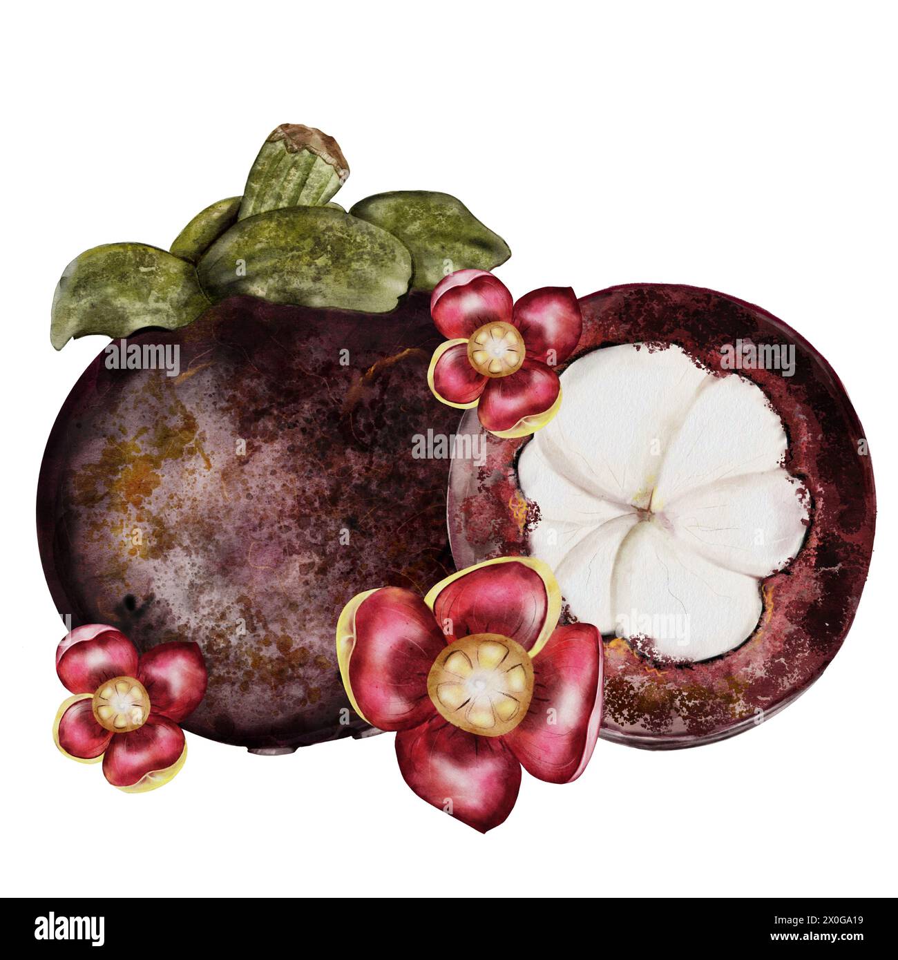 Mangosteen fruit watercolor illustration. Tropical fruit illustration ...