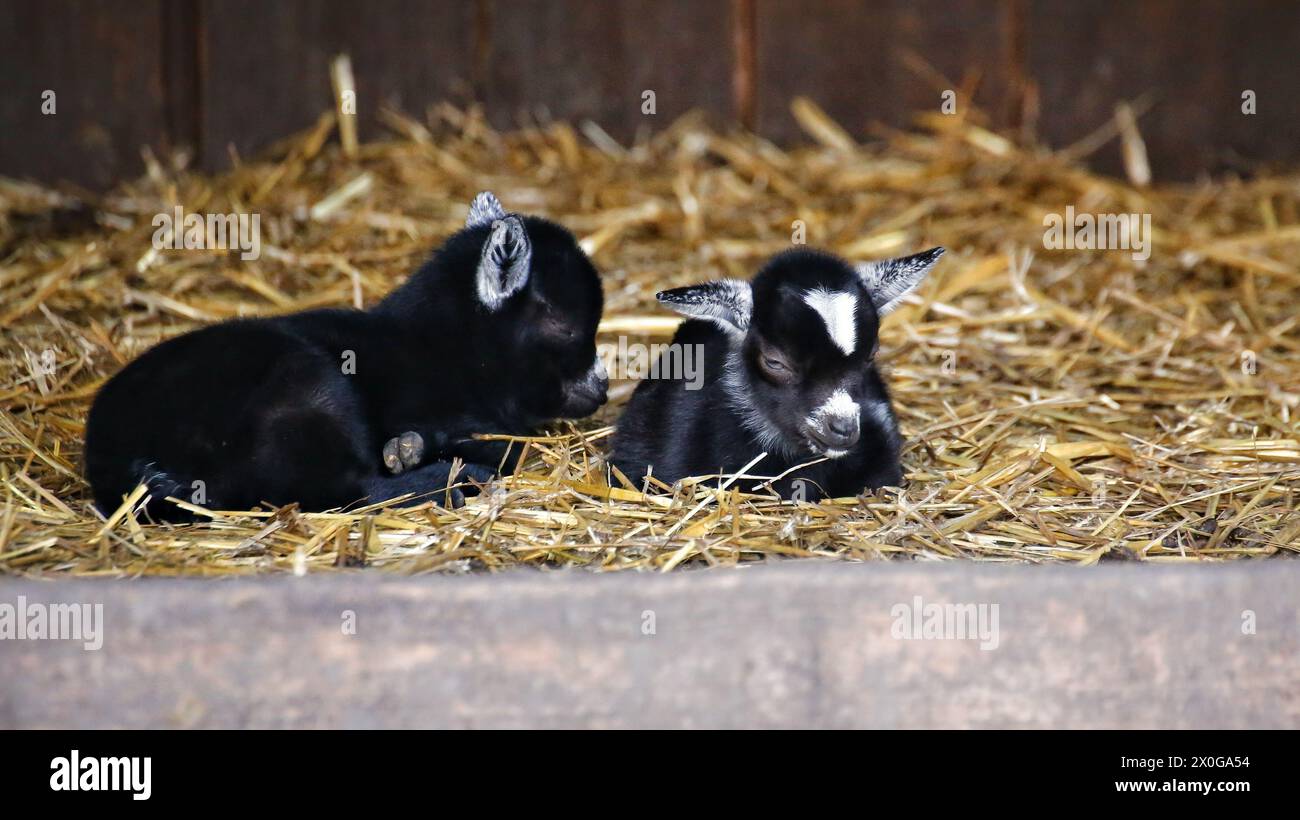 Two cute baby goats (Capra hircus) resting in straw Stock Photo - Alamy