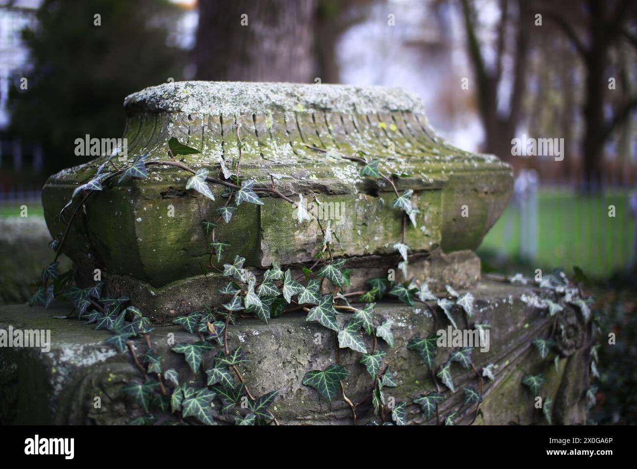 Ancient gravestone overgrown by ivy - a landmark in a public park in ...