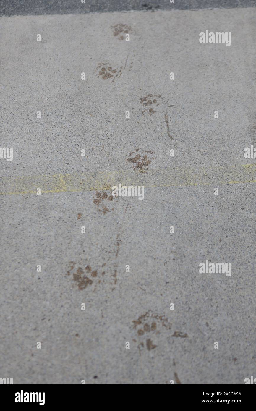 Dogs paw prints hi-res stock photography and images - Alamy
