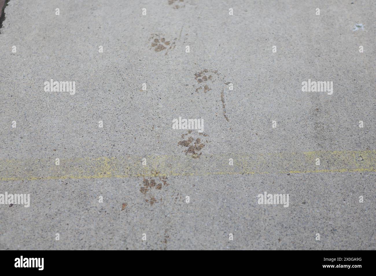 Dog's pawprints on concrete surface concept of path, finding the way ...