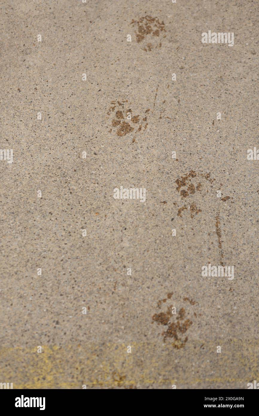 Dog's pawprints on concrete surface concept of path, finding the way ...