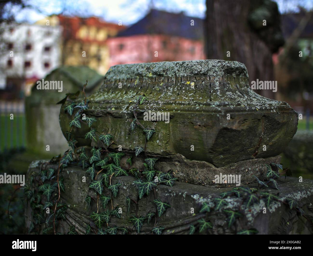 Ancient gravestone overgrown by ivy - a landmark in a public park in ...