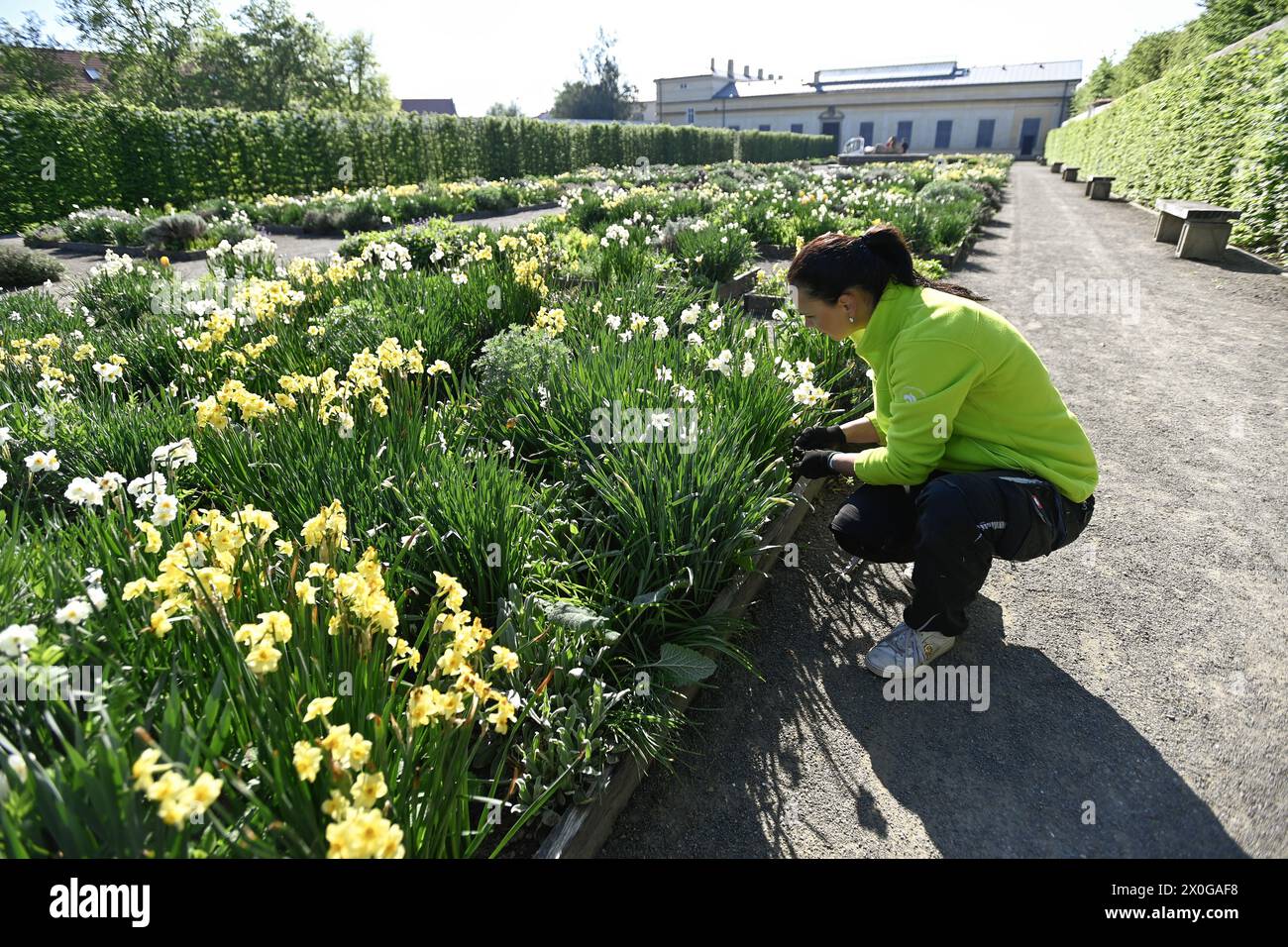 Kromeriz, Czech Republic. 12th Apr, 2024. Landscape architect Sarka Frankova in Dutch Garden ...