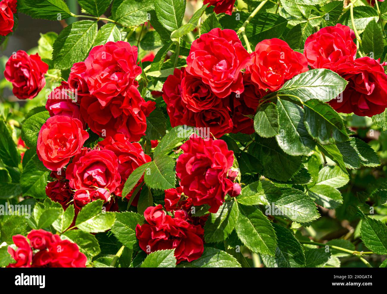 Flowers between the leaves hi-res stock photography and images - Alamy