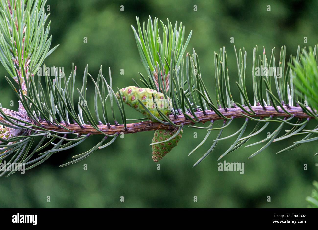 Unripe pine cone hi-res stock photography and images - Alamy