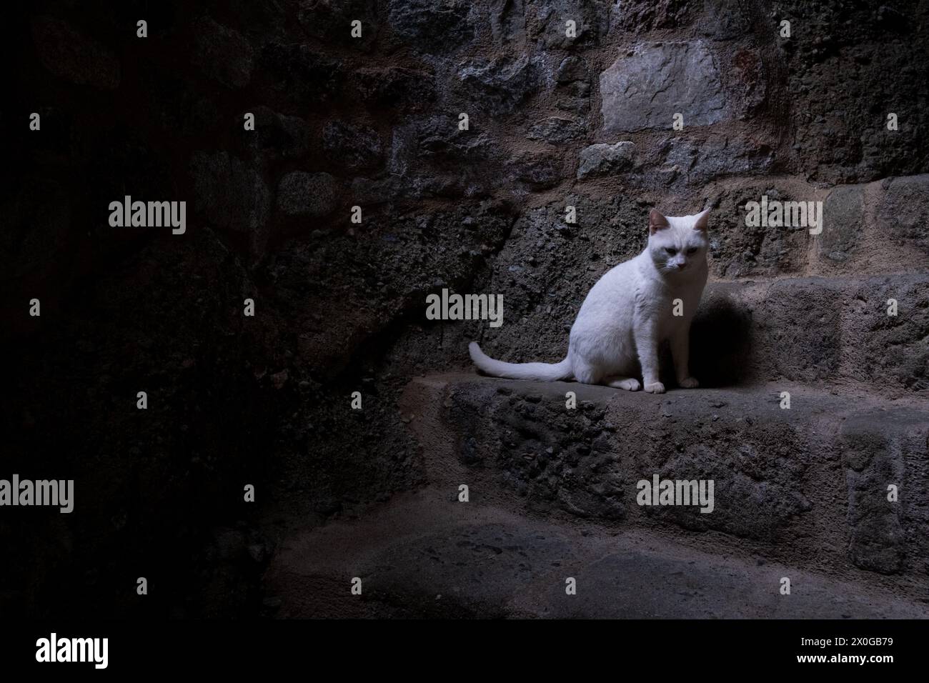 White cat in the Aghia Triada Monastery Meteora region, a geological ...