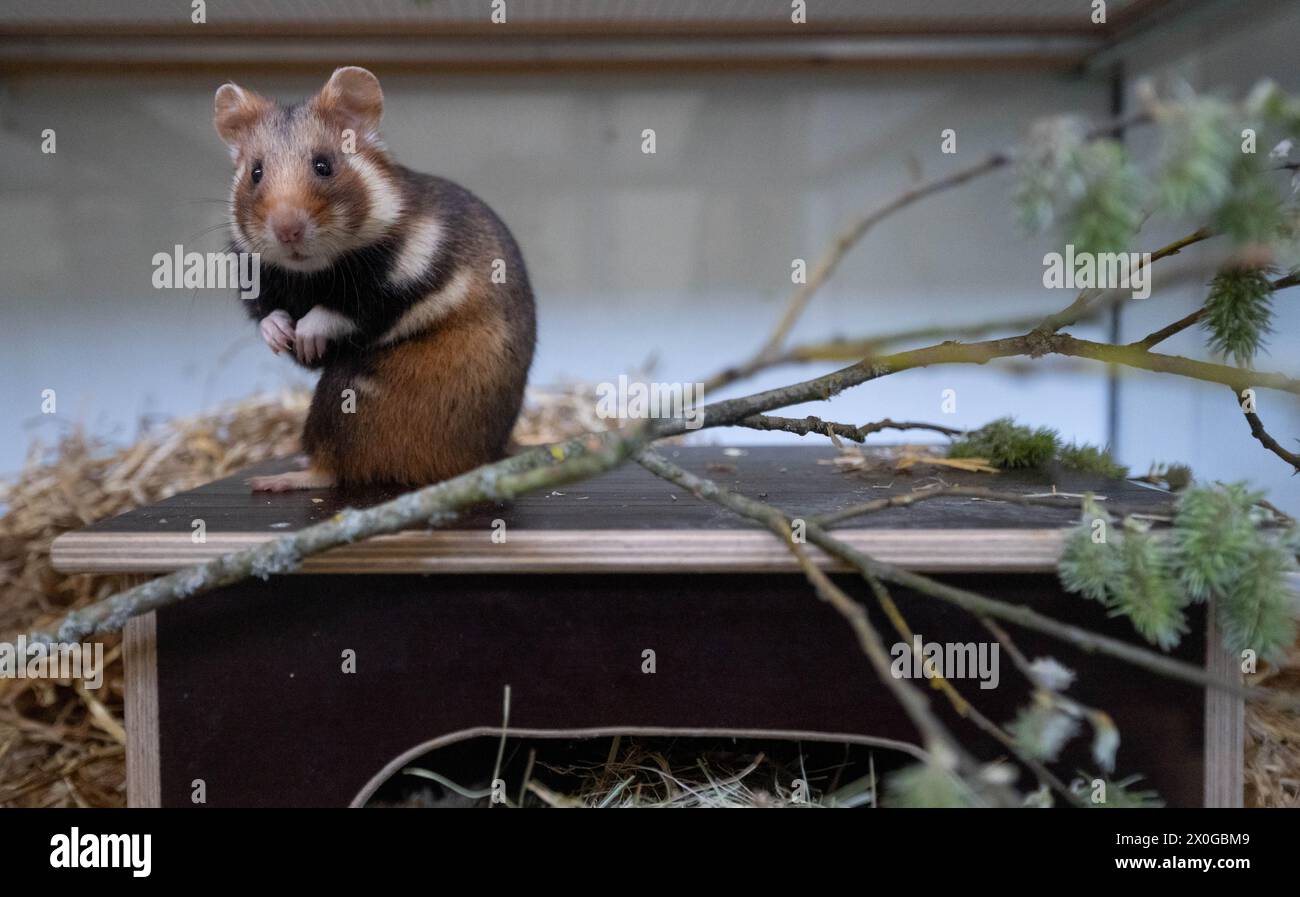 Leipzig, Germany. 12th Apr, 2024. A field hamster (Cricetus cricetus ...