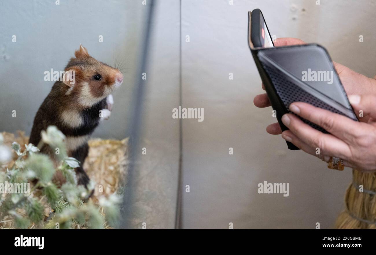 Leipzig, Germany. 12th Apr, 2024. A field hamster (Cricetus cricetus ...