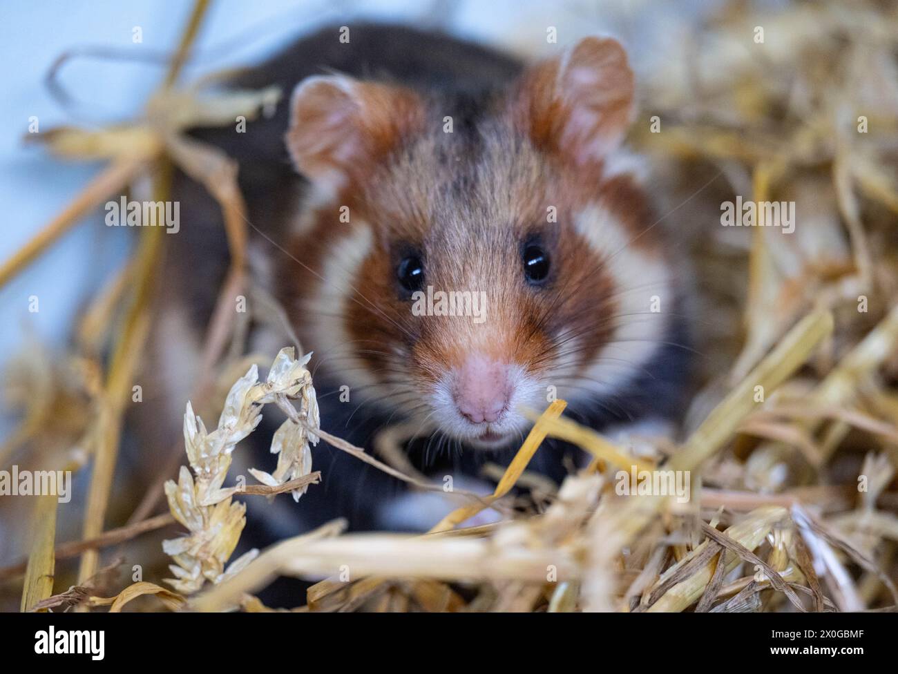 Leipzig, Germany. 12th Apr, 2024. A field hamster (Cricetus cricetus ...