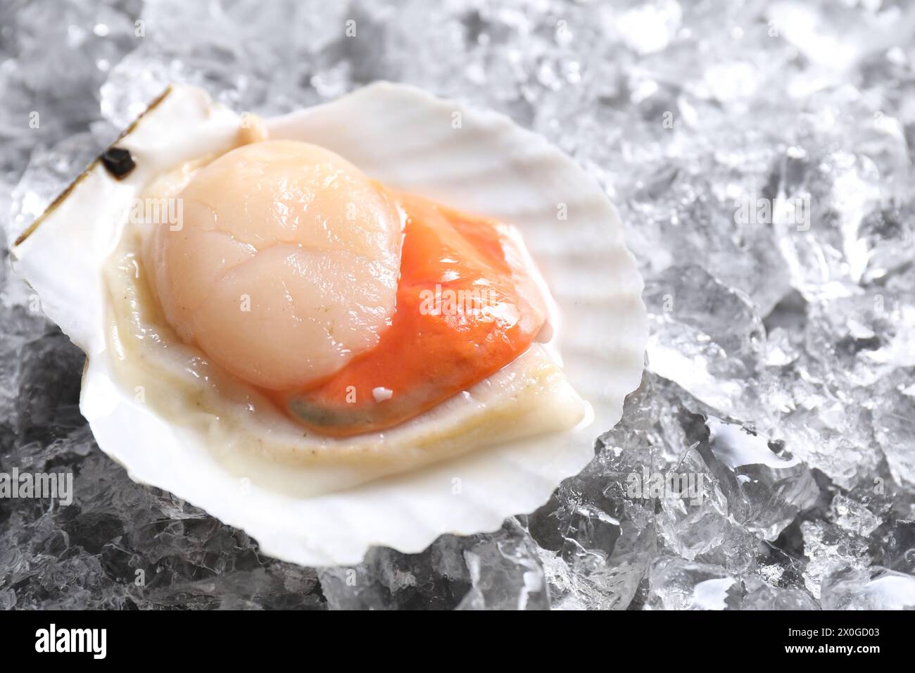 Fresh raw scallop in hi-res stock photography and images - Alamy